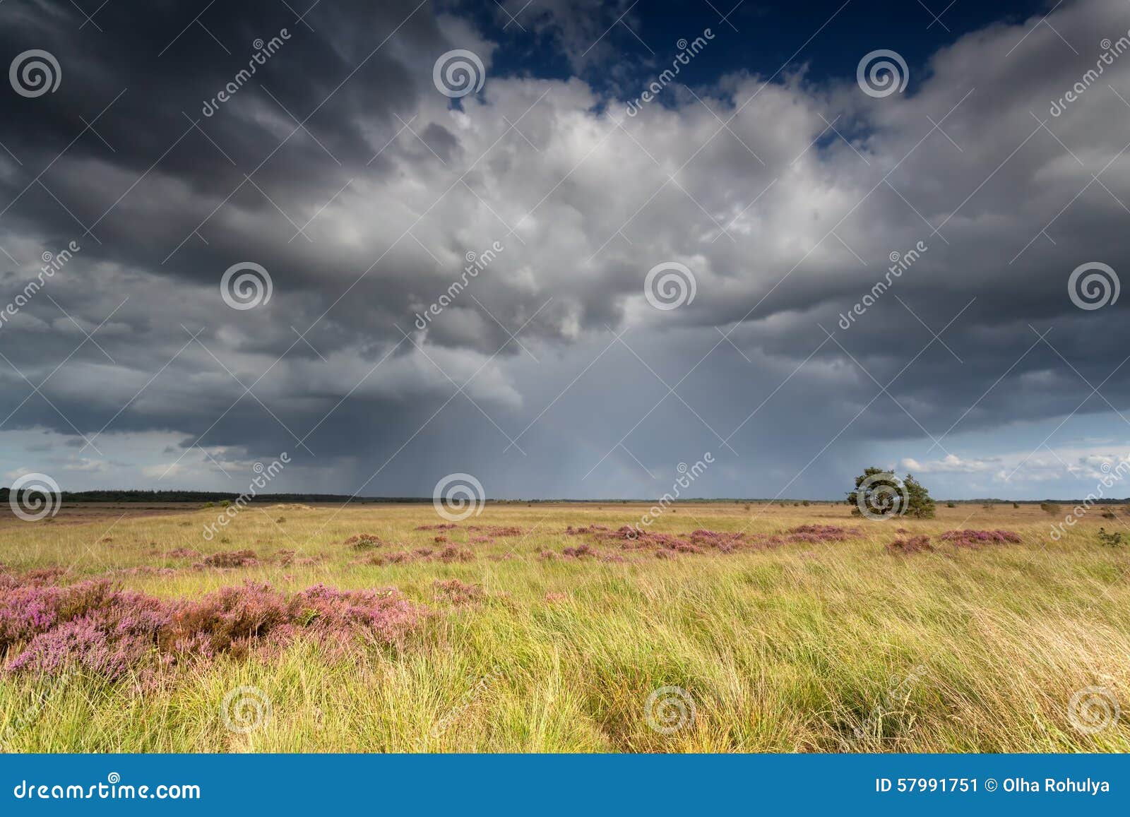 Storm Clouds Over Marsh with Flowering Heather Stock Image - Image of ...