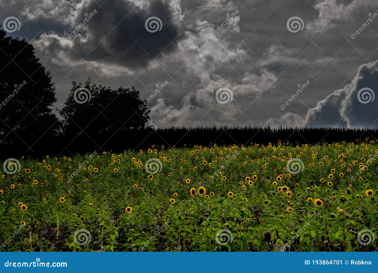 Storm Clouds Over a Sunflower Field Stock Image - Image of blooming ...