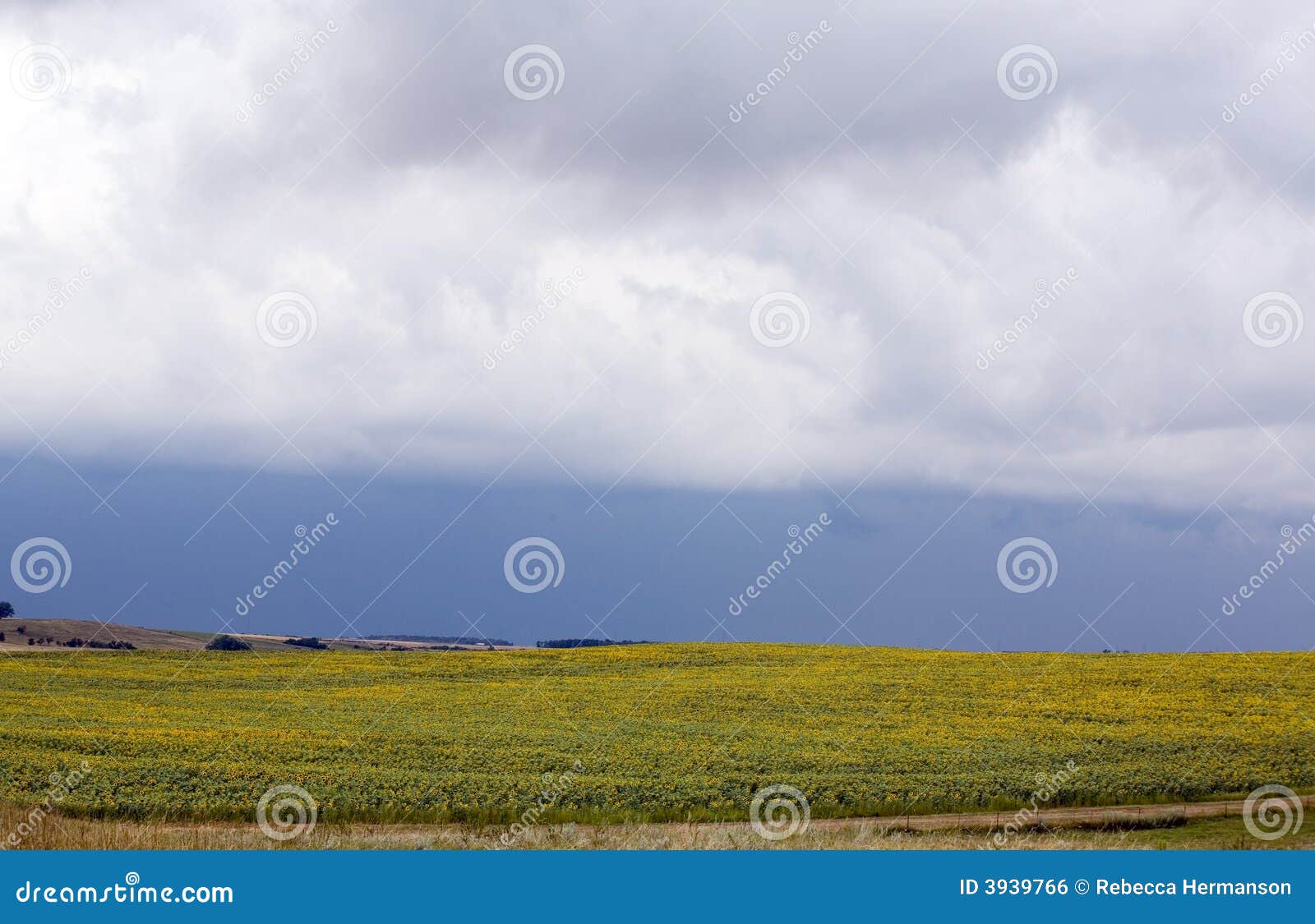 Storm Clouds Over Sunflowers Stock Photo - Image of green, sunflowers ...