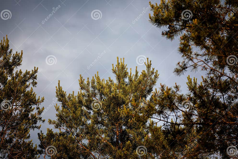 Storm Clouds Over the Tips of Pine Trees in Forest Stock Image - Image ...
