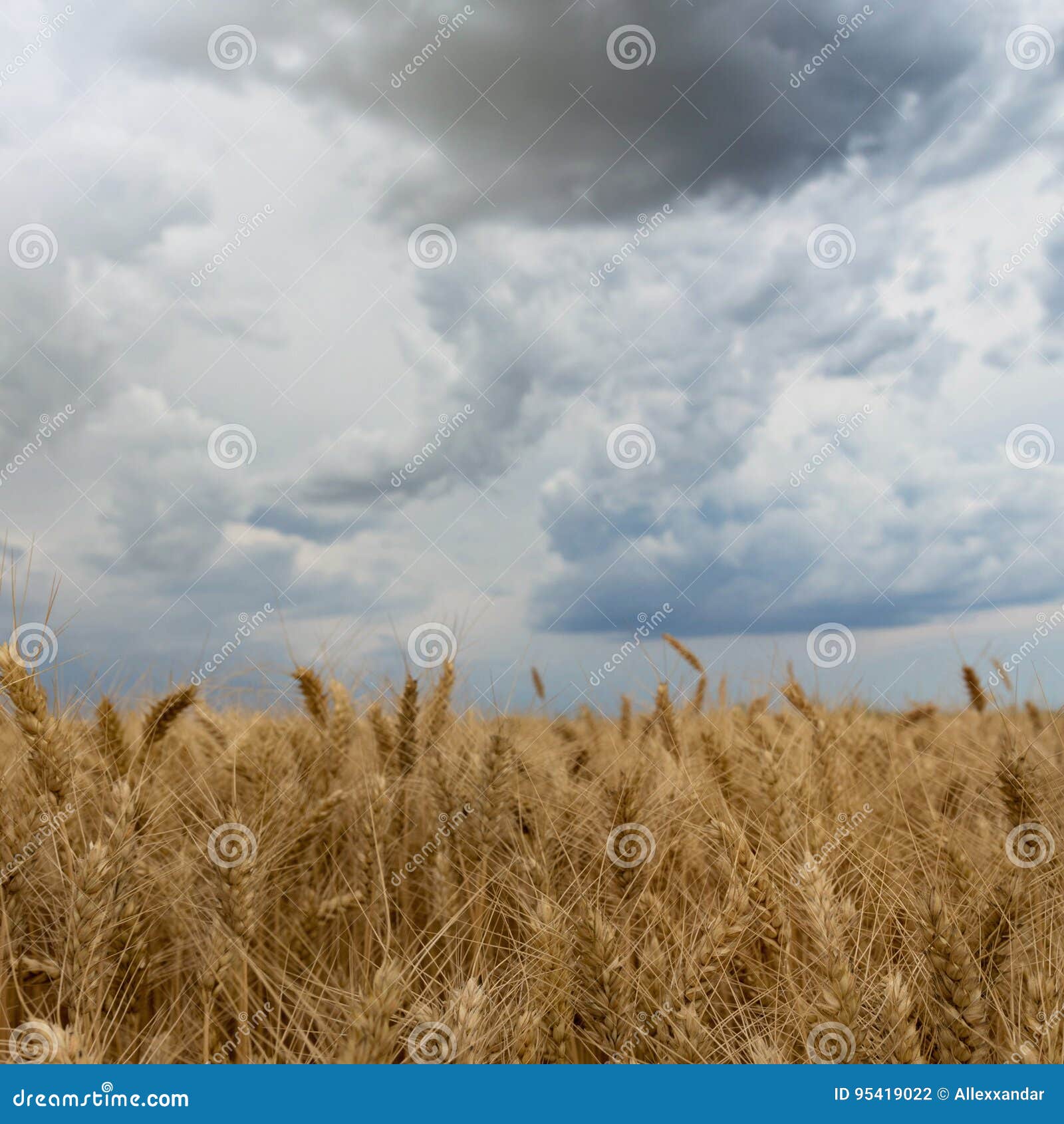 Storm Clouds Over Wheat Field. Stock Photo - Image of harvest, skycloud ...