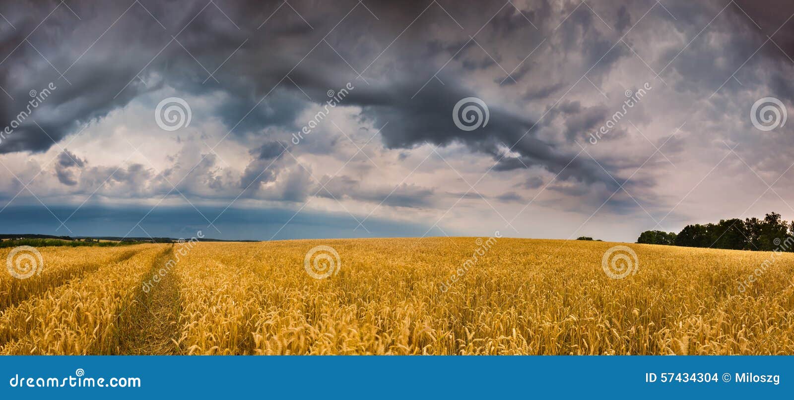 Storm Clouds Over Wheat Field. Stock Photo - Image of field, outdoors ...