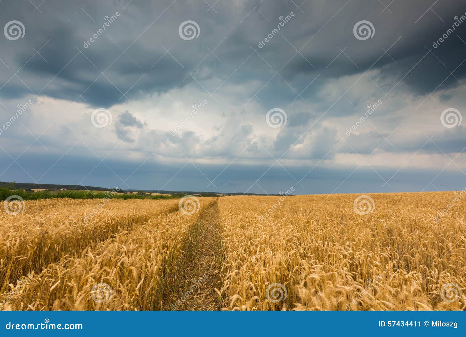 Storm Clouds Over Wheat Field. Stock Image - Image of light, scenic ...