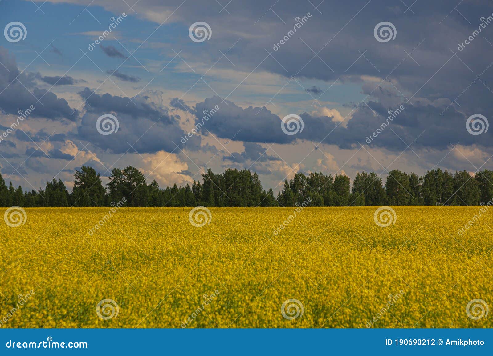 Storm Clouds Over the Yellow Field of Flowers Stock Photo - Image of ...