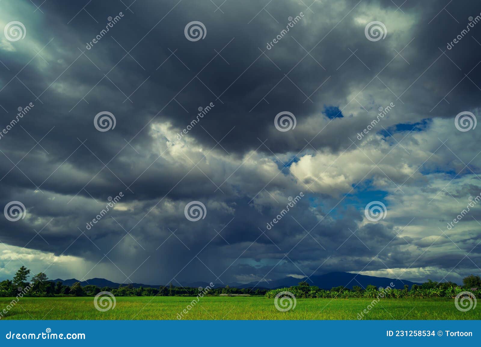 Storm Clouds on Rice Field in Rainy Season Stock Photo - Image of ...
