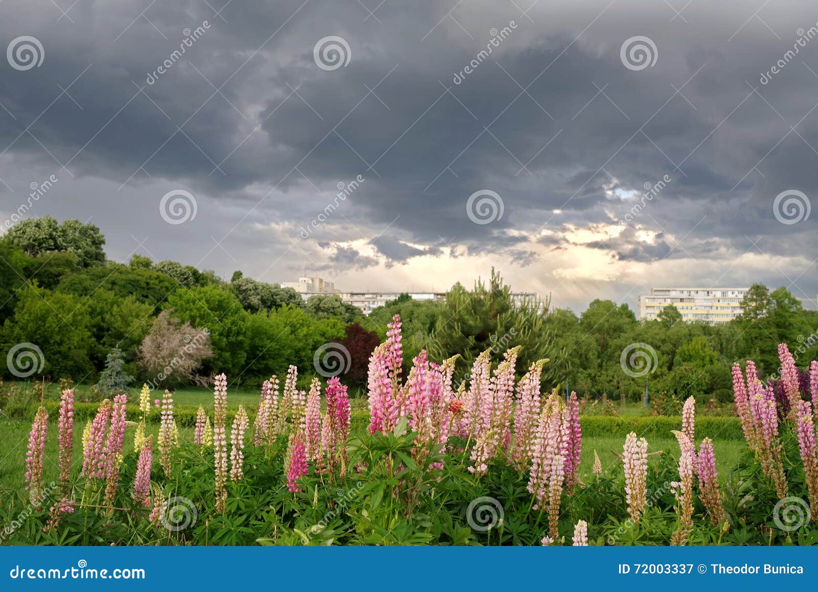 The Storm is Coming! Landscape with Dramatic Sky and Spring Flowers ...