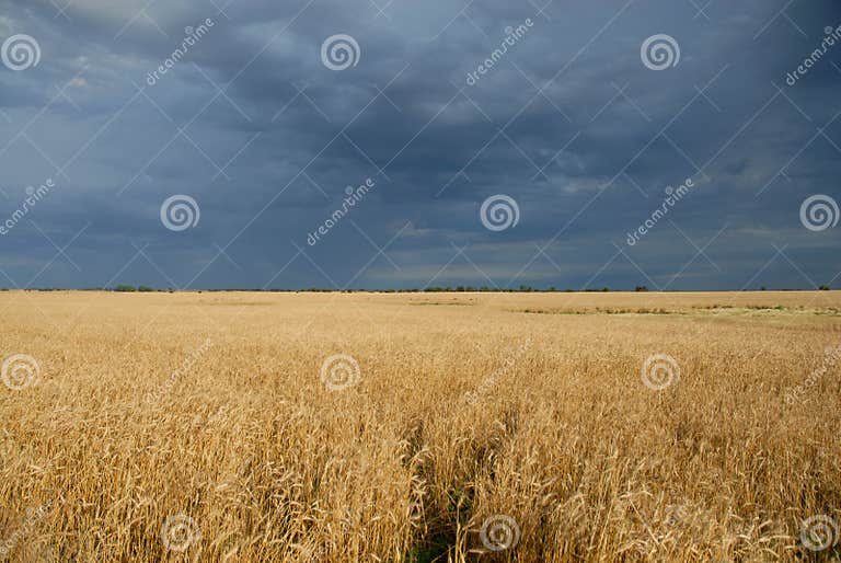 Storm Crop stock image. Image of farming, storm, field - 8158337