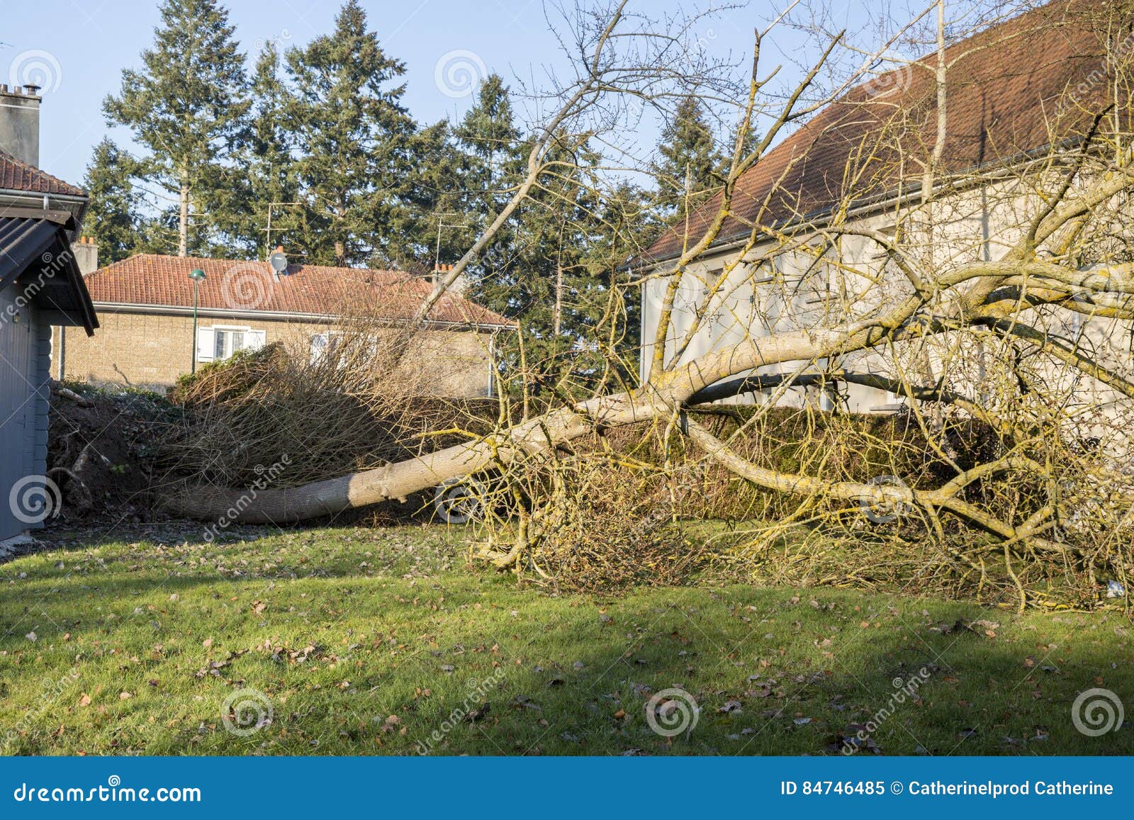 Storm cyclone tree felt editorial image. Image of accident - 84746485