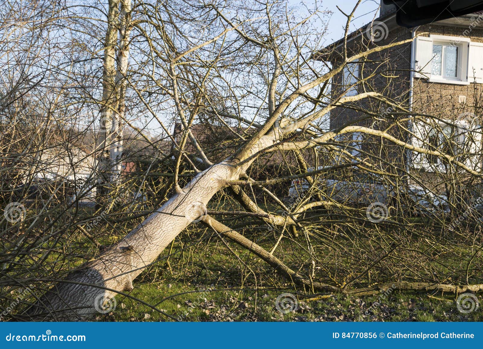 Storm cyclone tree felt stock photo. Image of claim, insurance - 84770856