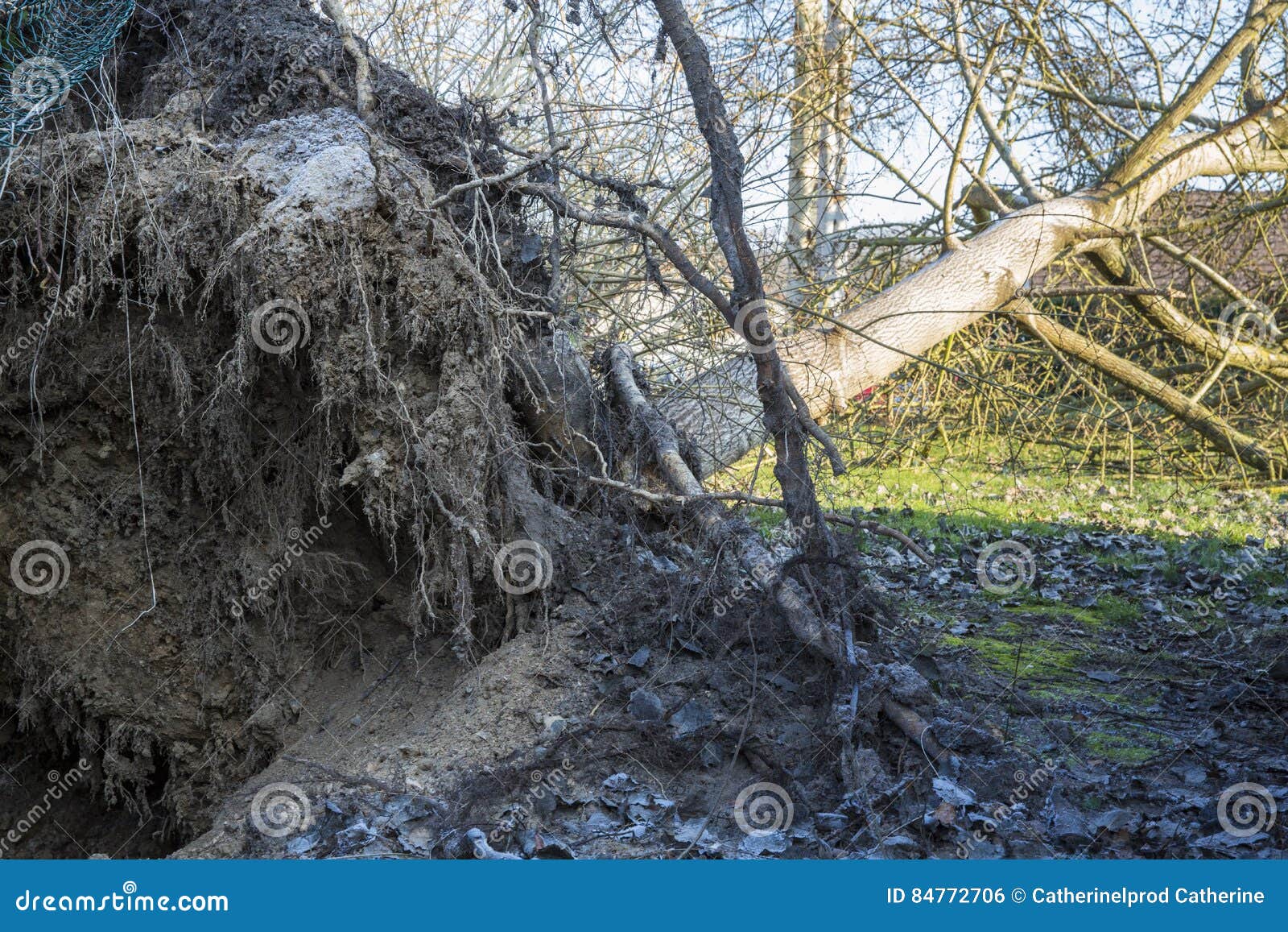 Storm cyclone tree felt stock photo. Image of damage - 84772706