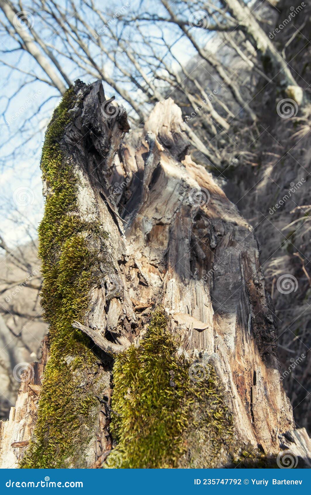 Storm Damage. Broken Tree in the Forest. Stock Photo - Image of ...
