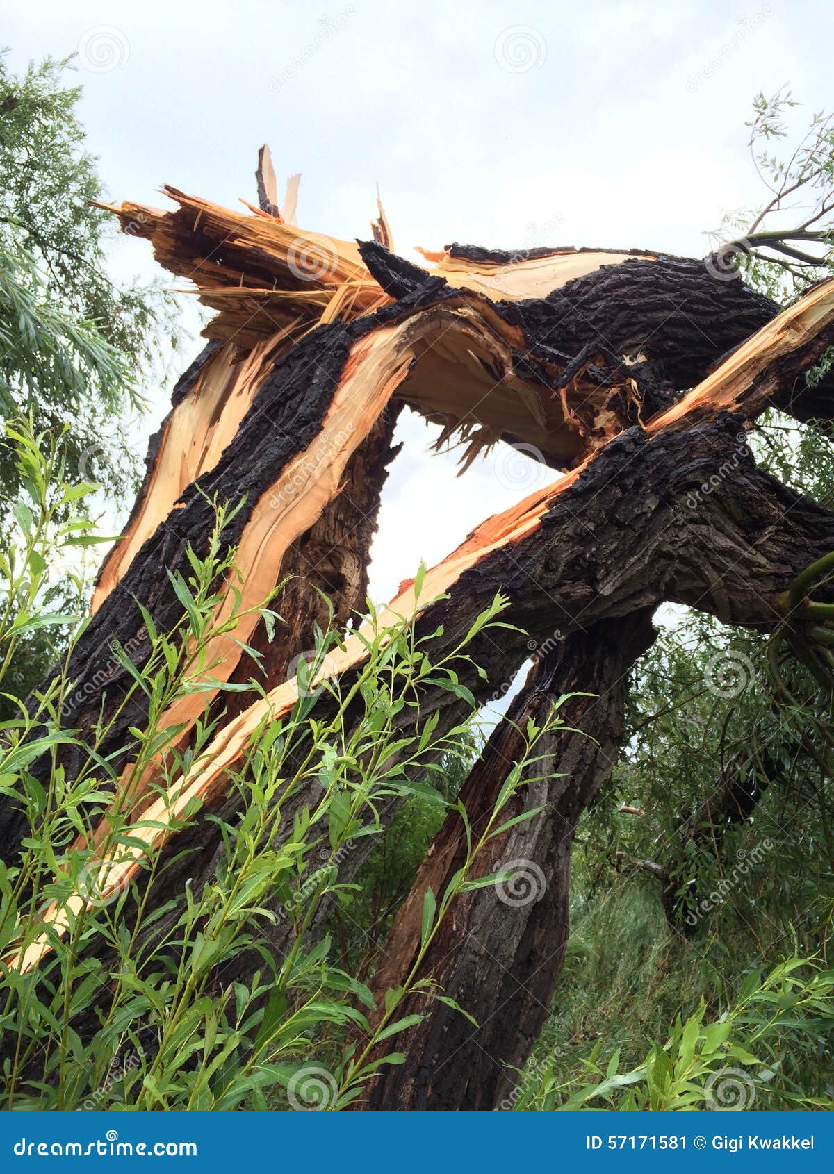 Storm damage broken tree stock image. Image of broken - 57171581