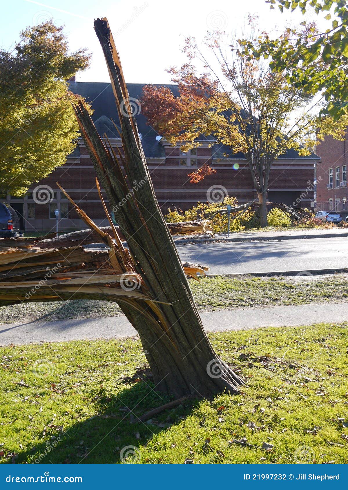 Storm Damage: Broken Trees - V Stock Photo - Image of damage, climate ...