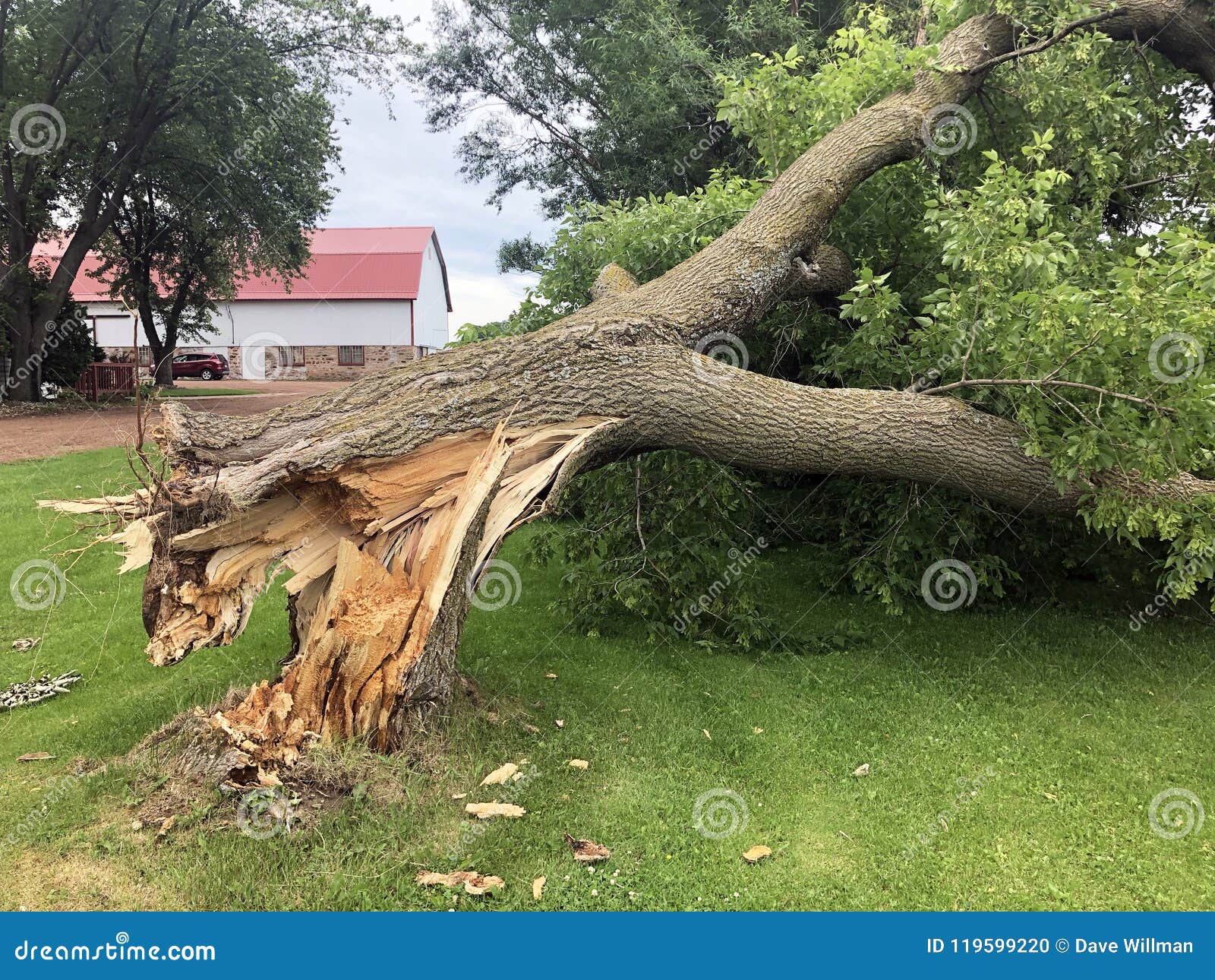 Storm Damage Downed Ash Tree Stock Photo - Image of trunk, tornado ...