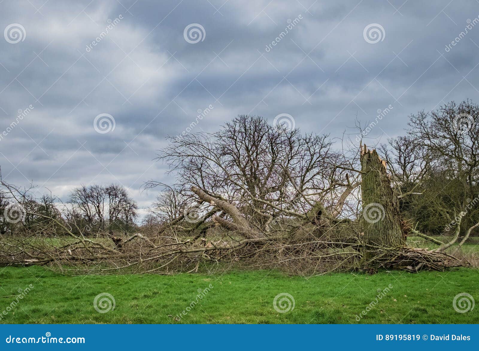 Storm damage stock image. Image of gale, countryside - 89195819