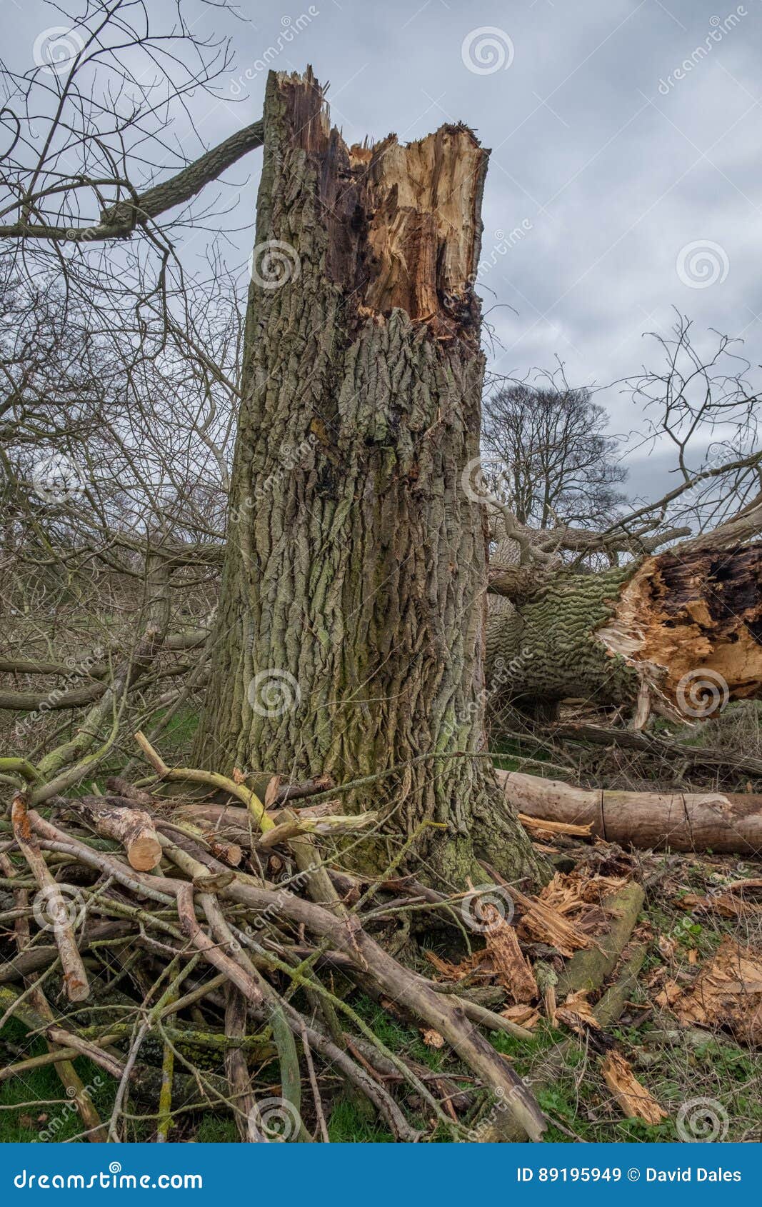 Storm damage stock image. Image of countryside, forestry - 89195949