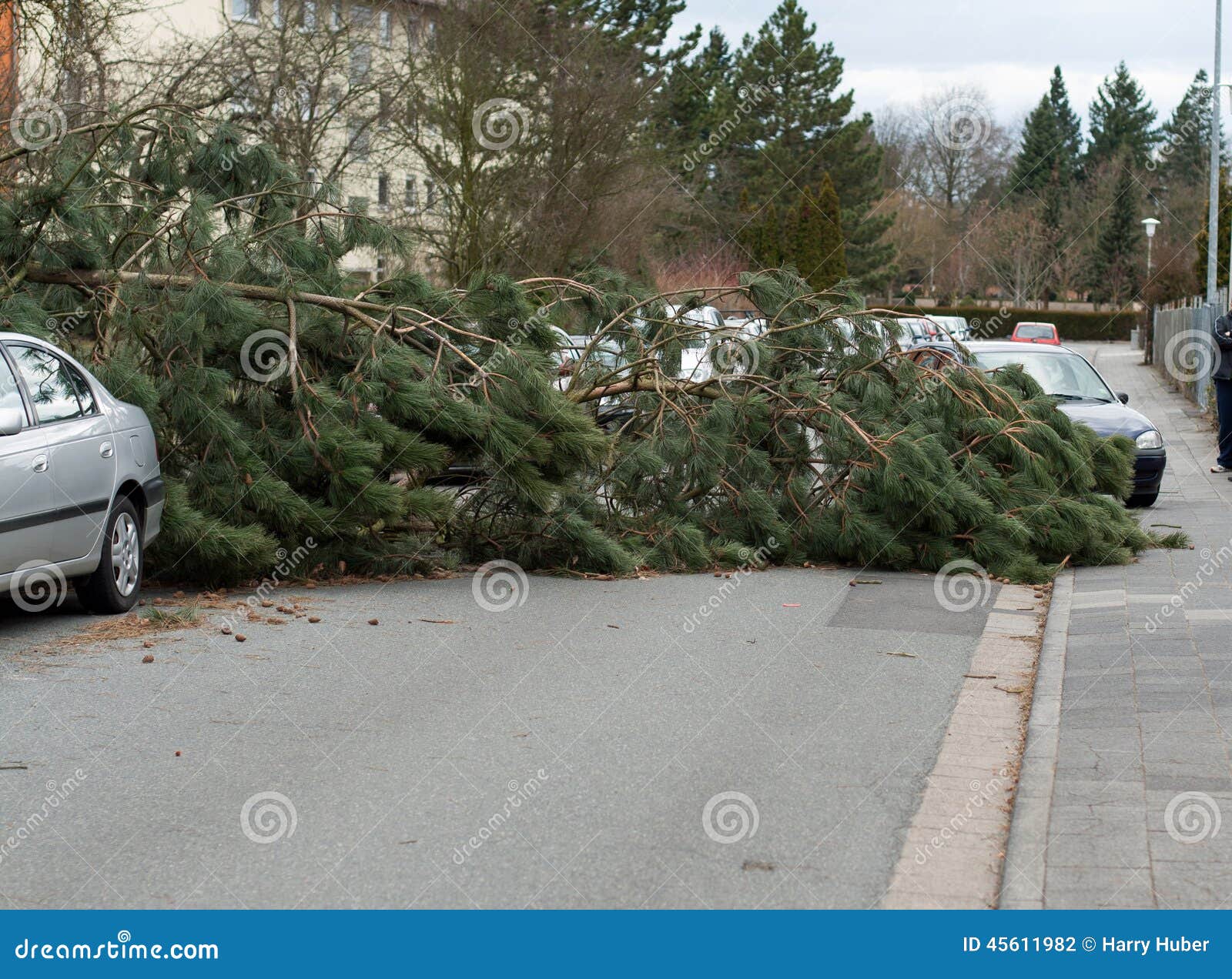 Storm damage, fallen tree stock photo. Image of catastrophe - 45611982