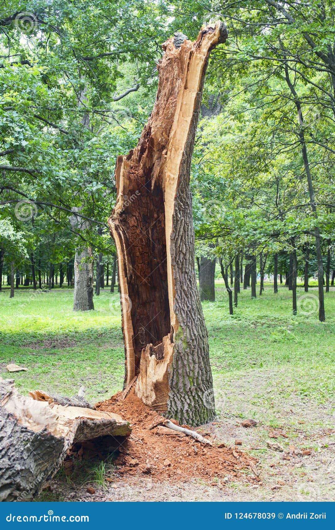 Storm Damage. Fallen Tree in the Park after a Storm Stock Image - Image ...