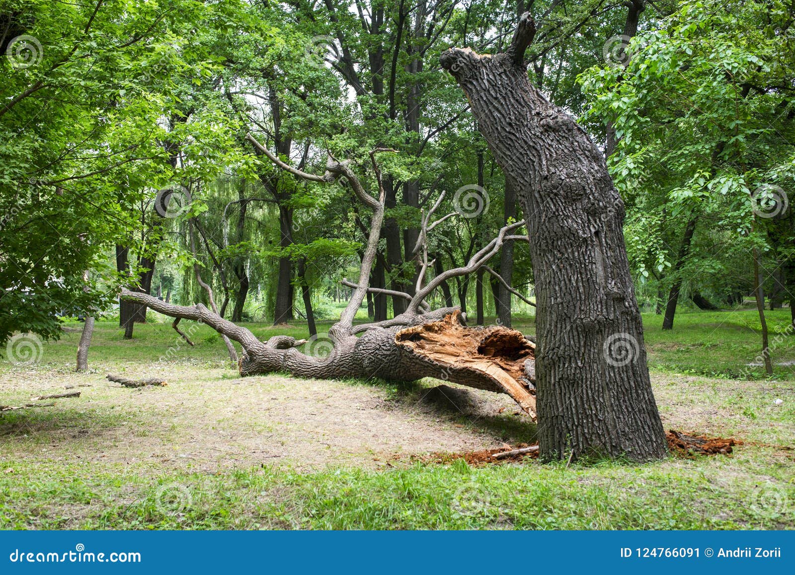 Storm Damage. Fallen Tree in the Park after a Storm Stock Image - Image ...