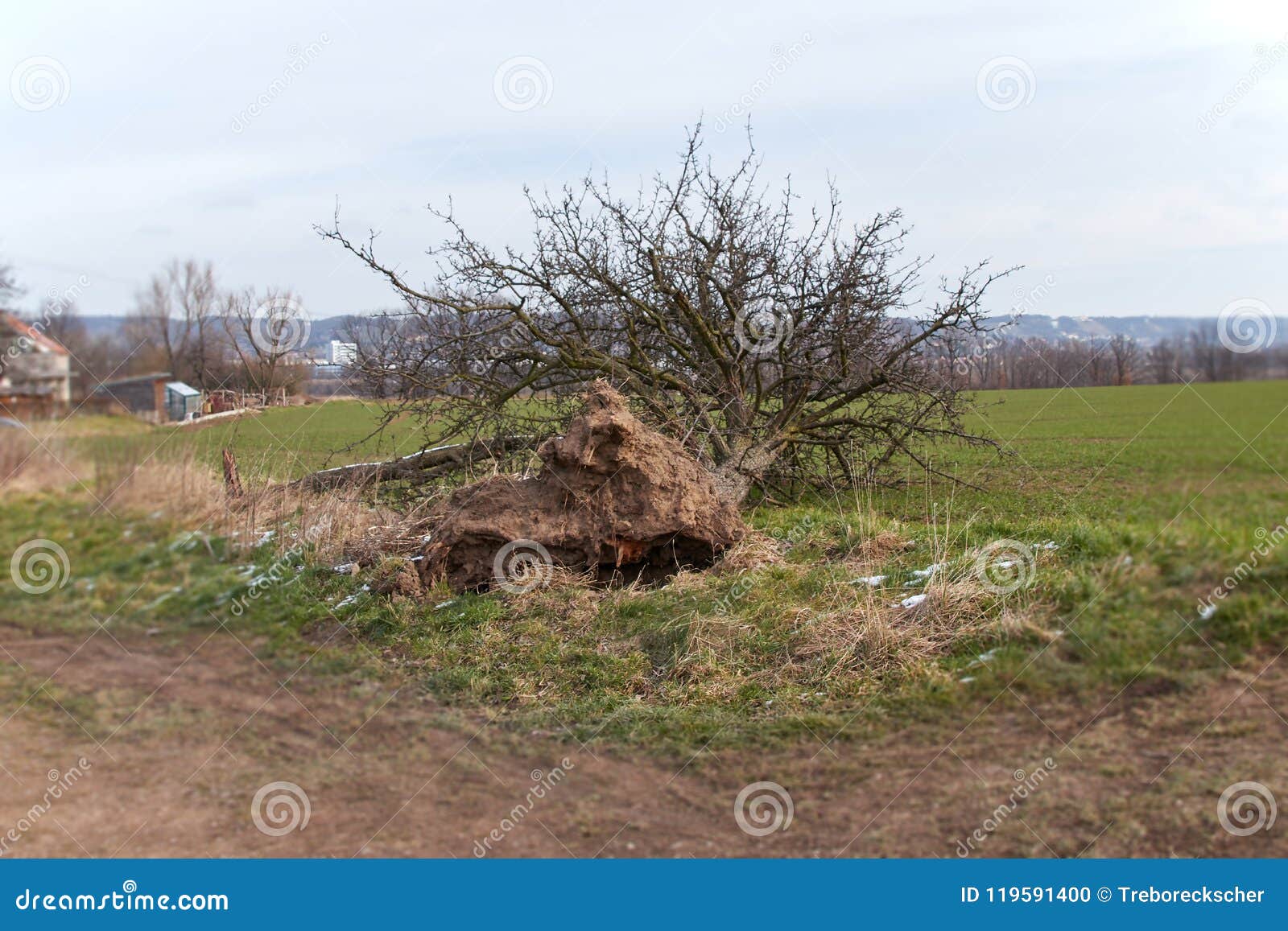 Storm damage, fallen tree stock photo. Image of scenery - 119591400