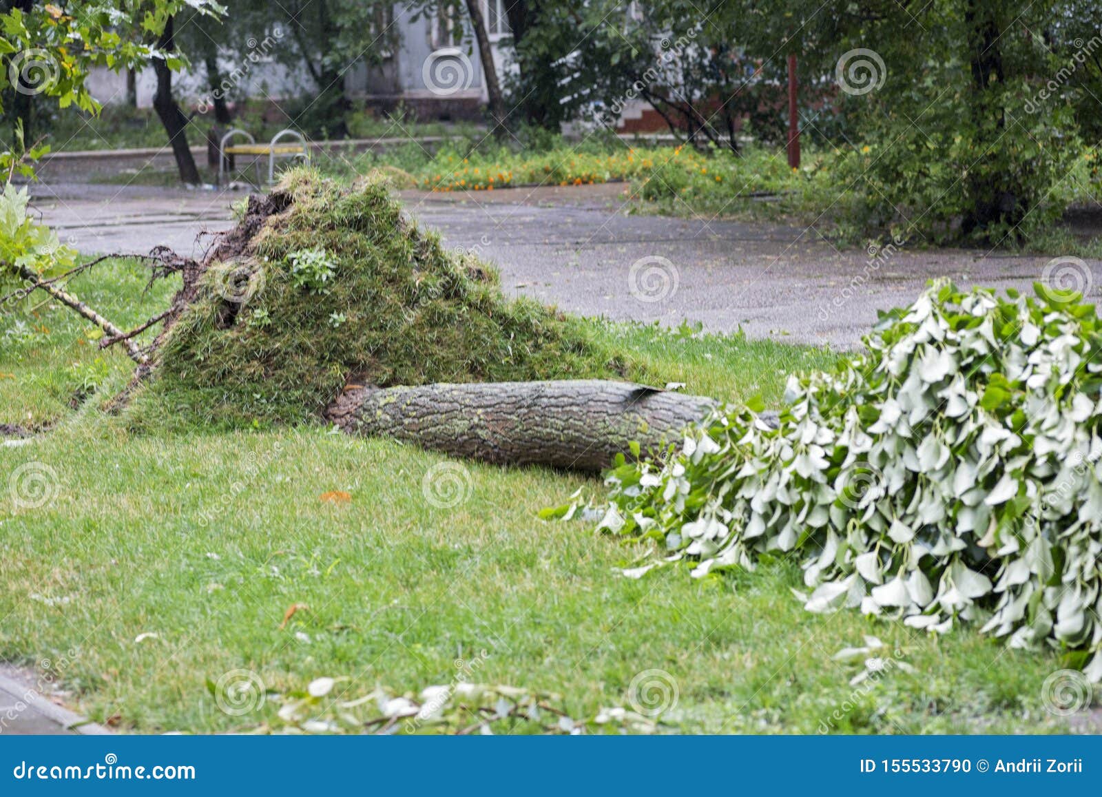 Storm Damage. Fallen Tree after a Storm Stock Photo - Image of outdoor ...