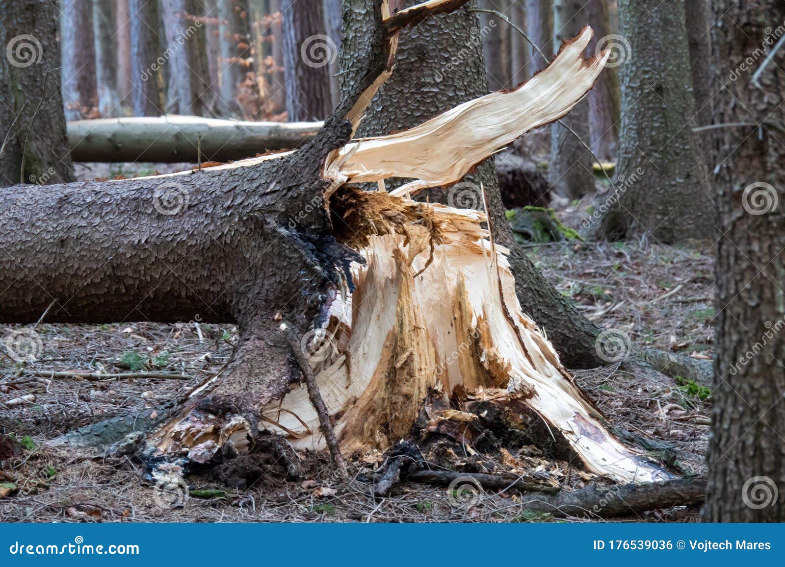 Storm Damage. Fallen Trees in the Forest after a Storm Stock Photo ...
