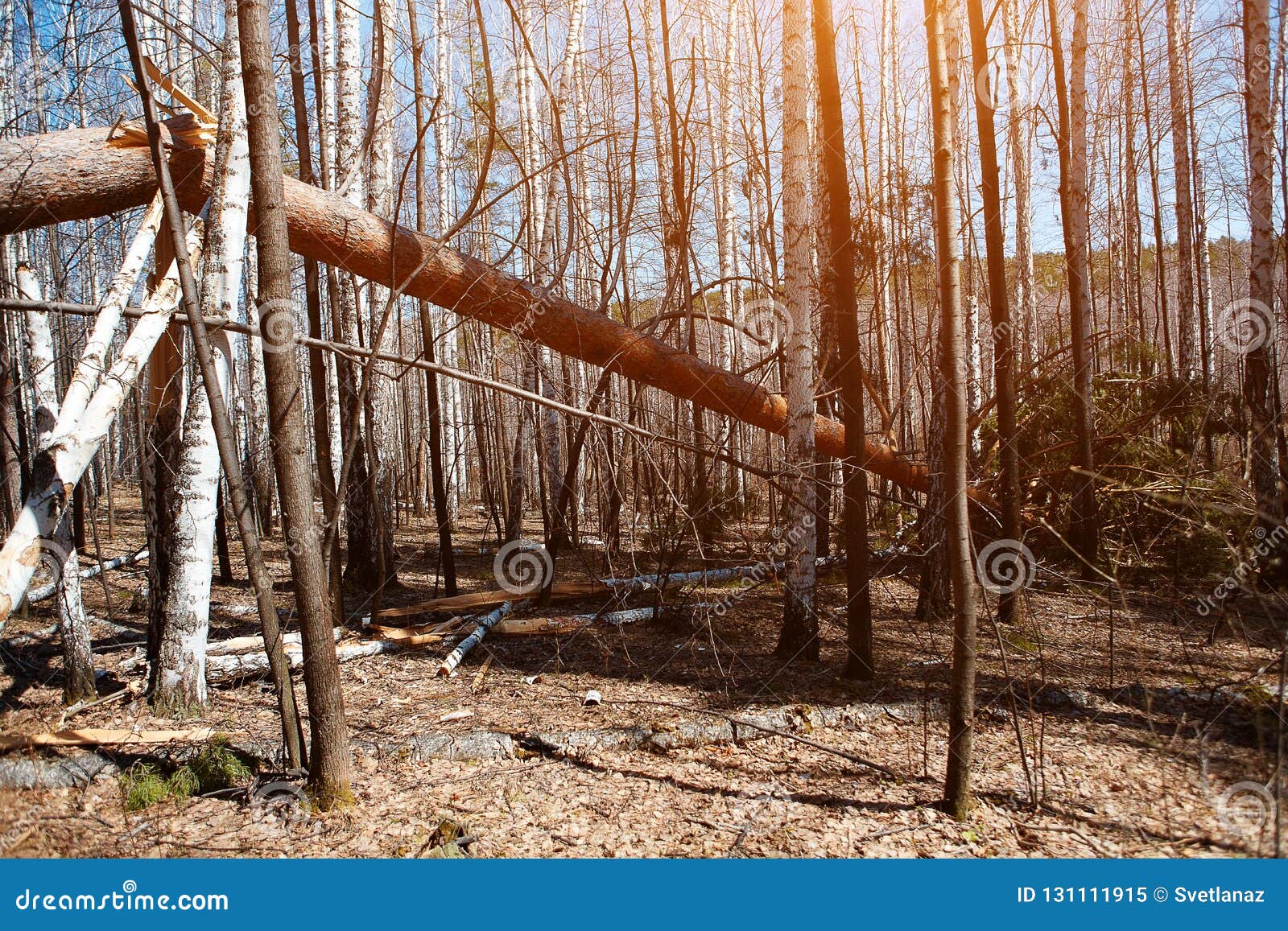 Storm Damage. Fallen Trees in the Forest after a Storm. Stock Image ...