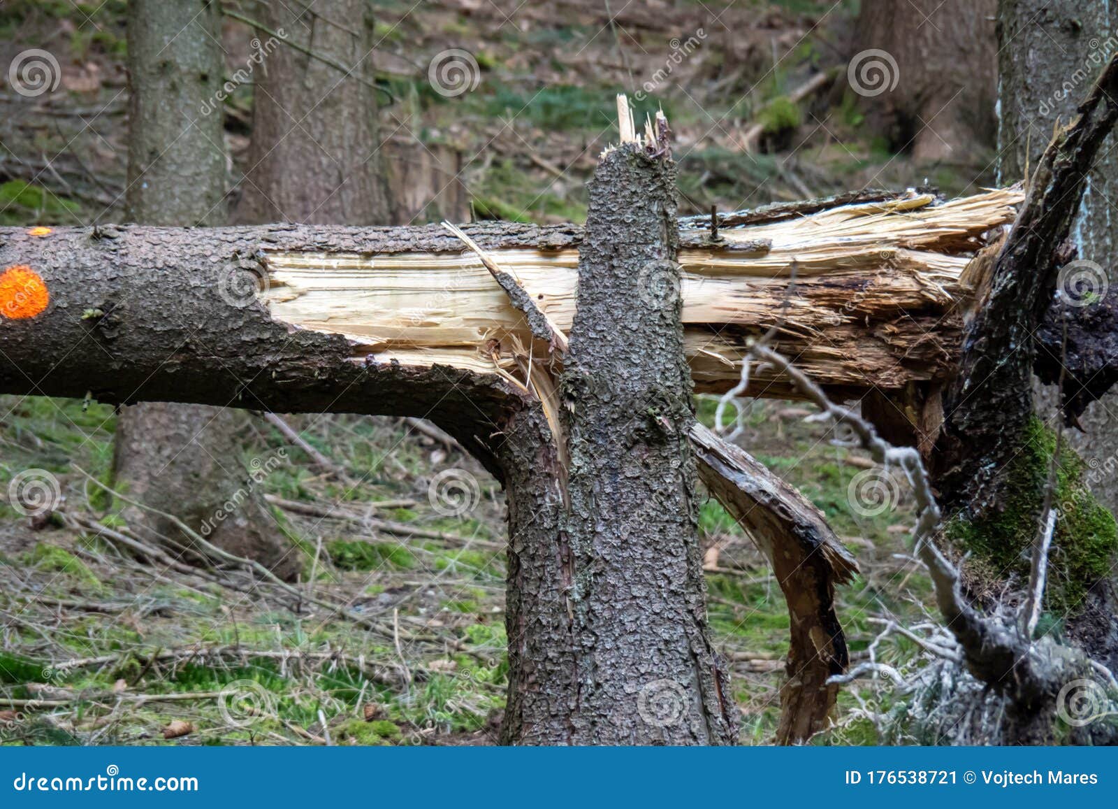 Storm Damage. Fallen Trees in the Forest after a Storm Stock Image ...