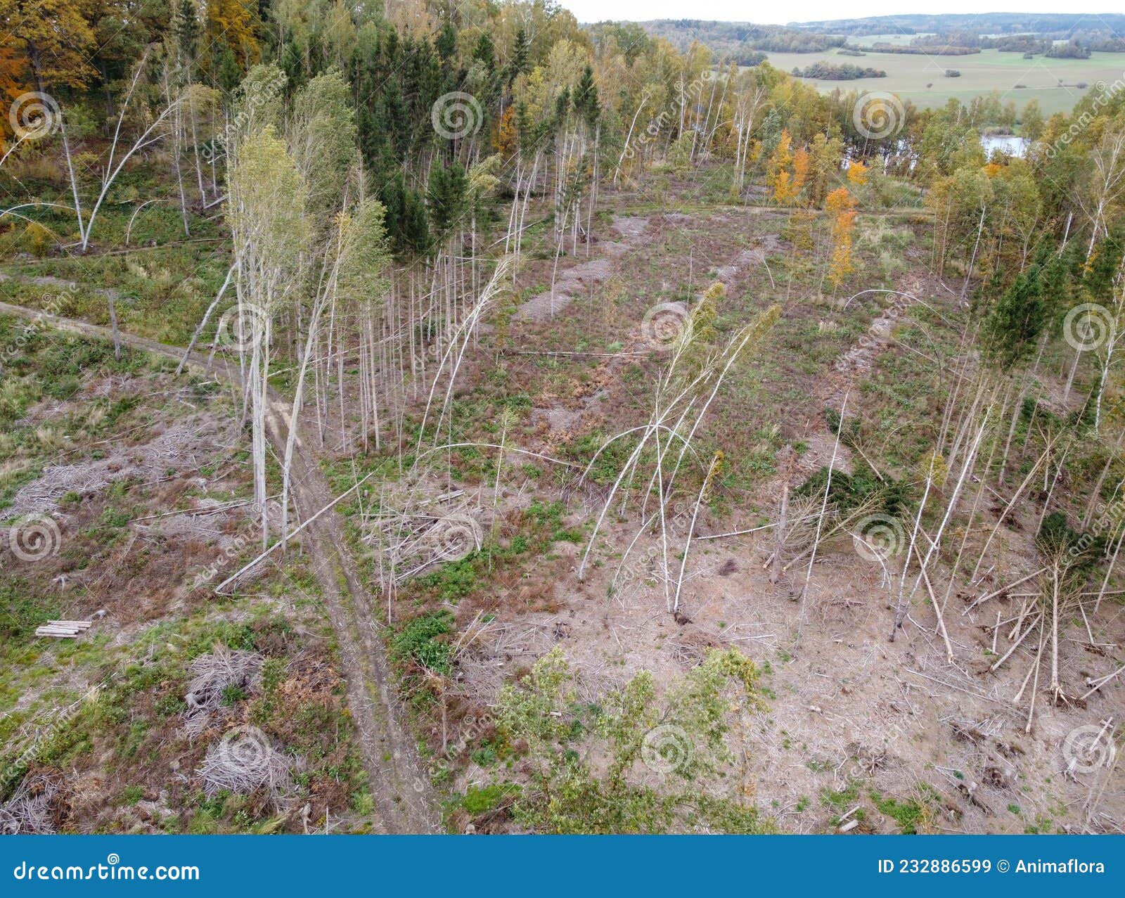 Storm damage in a forest stock image. Image of ecology - 232886599
