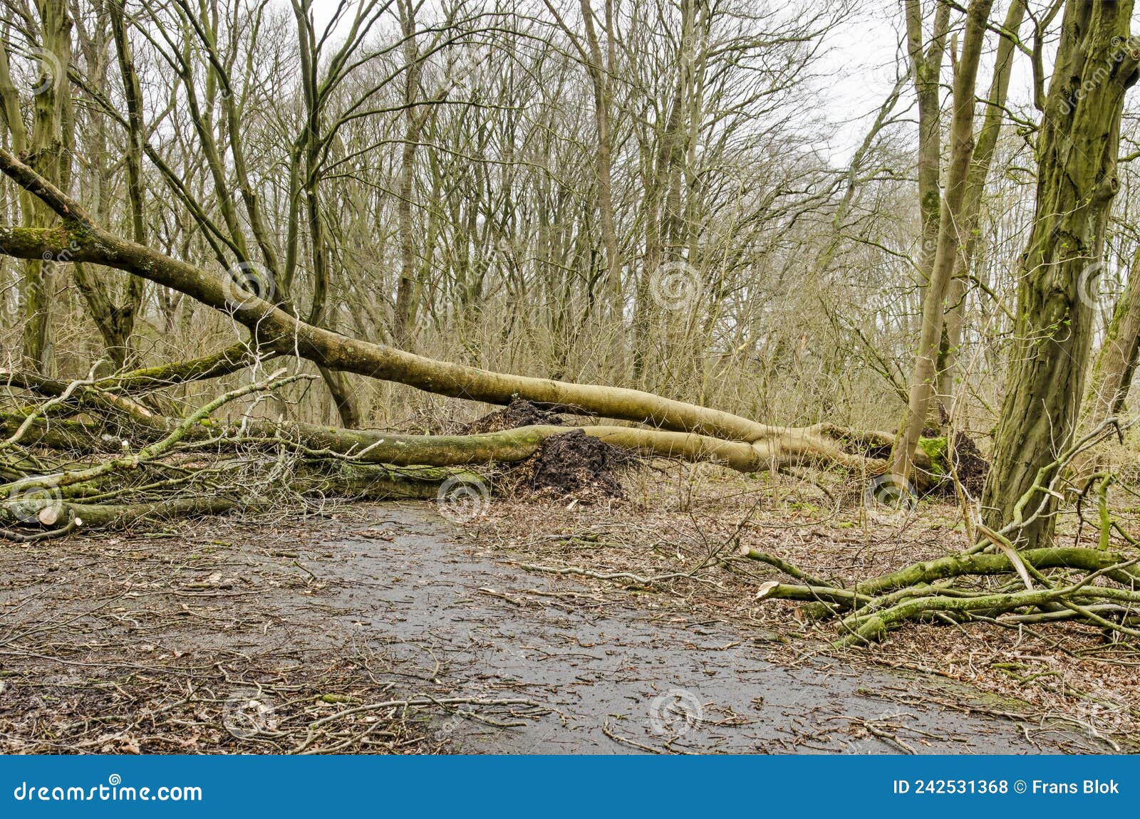 Storm damage in the forest stock photo. Image of footpath - 242531368