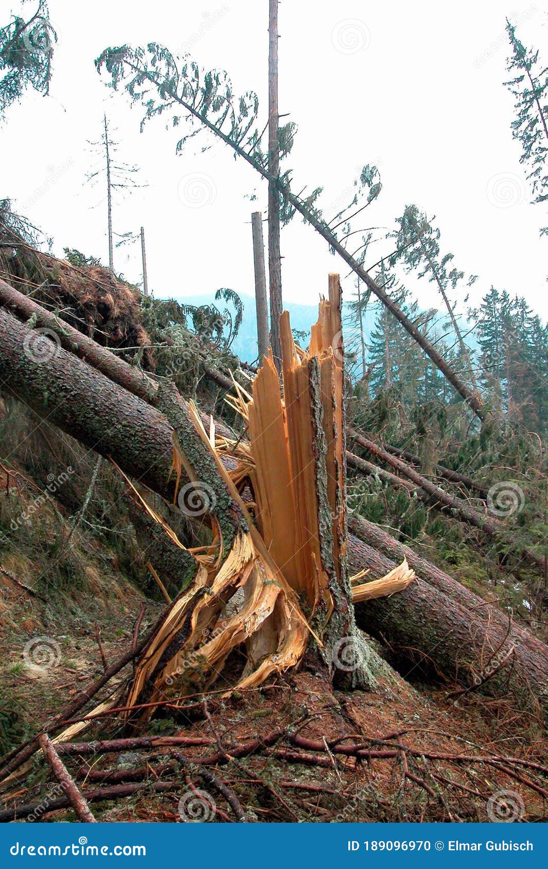 Storm damage in the forest stock photo. Image of weather - 189096970