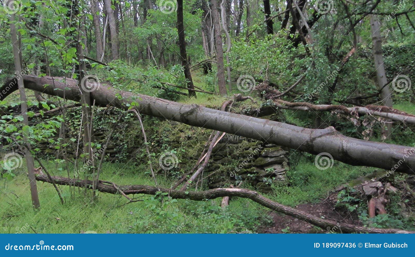 Storm damage in the forest stock photo. Image of climate - 189097436