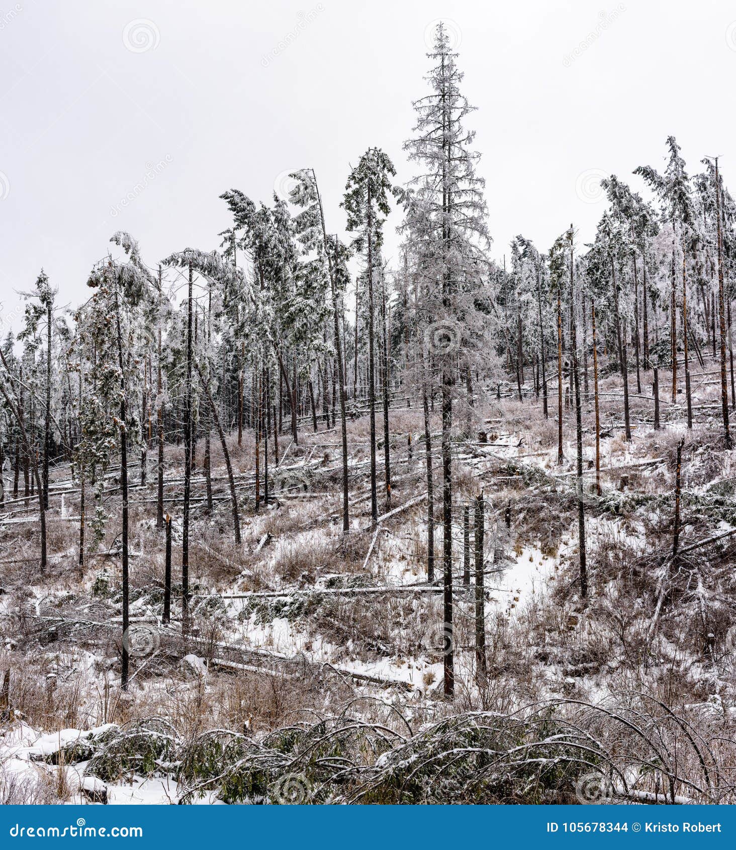 Storm Damaged Forest Landscape. Stock Photo - Image of forestry ...
