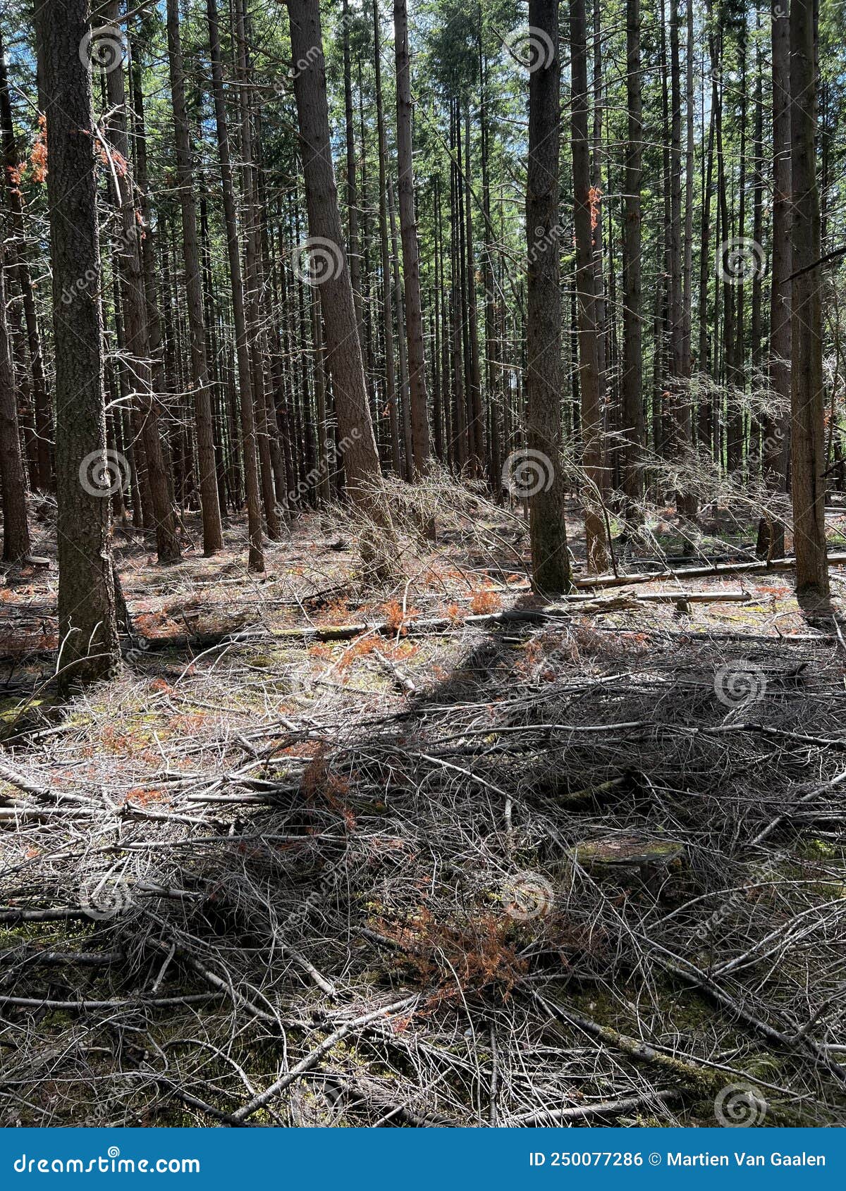 Storm damage in a forest. stock photo. Image of outdoor - 250077286