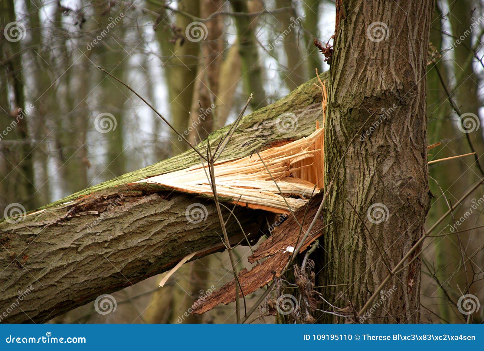 Storm damage in a forest stock photo. Image of wooded - 109195110