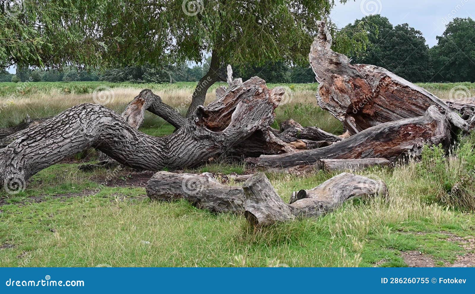 Wind Damaged Tree Fallen after the Storm Stock Video - Video of roots ...