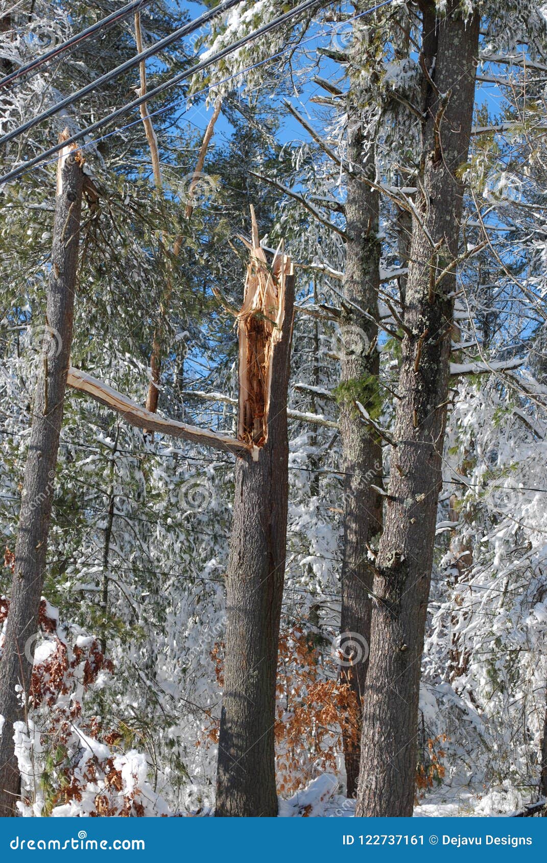 Storm Damage of a Large Tree that Split in Half Stock Image - Image of ...