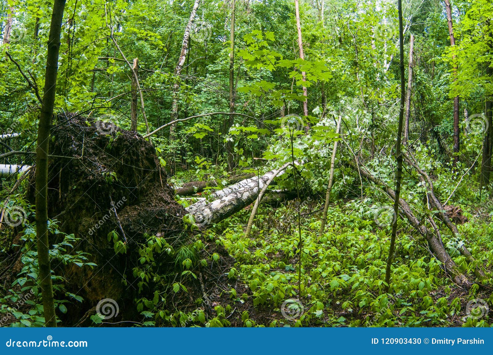Storm damage. stock photo. Image of maryland, gust, tornado - 120903430