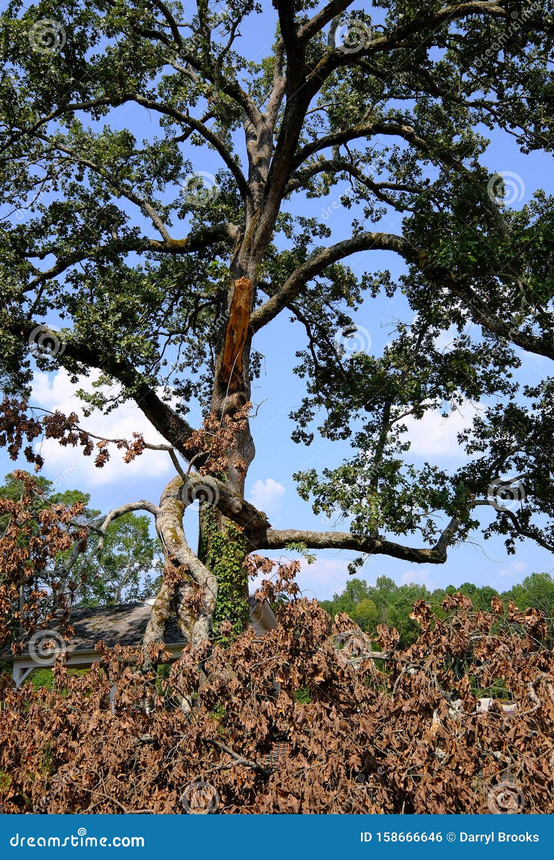 Storm Damage to Tree stock photo. Image of branches - 158666646