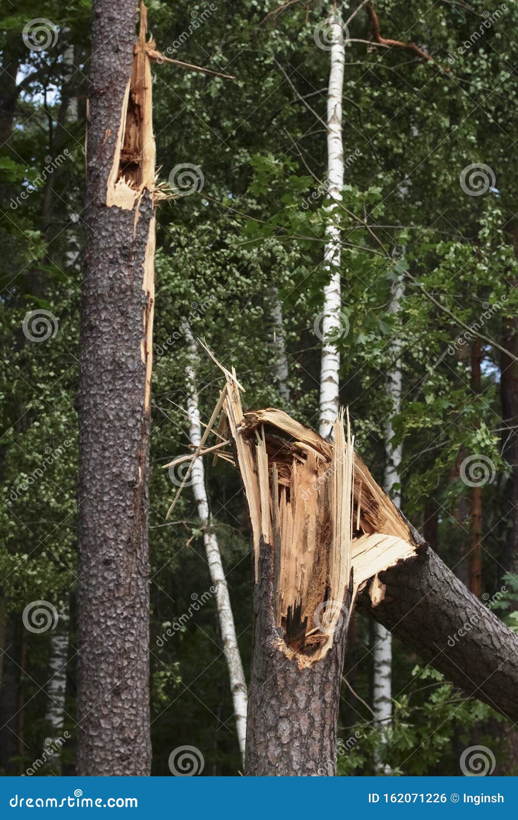 Tree Broken after Hurricane Storm Fallen Tree after a Storm Stock Photo ...