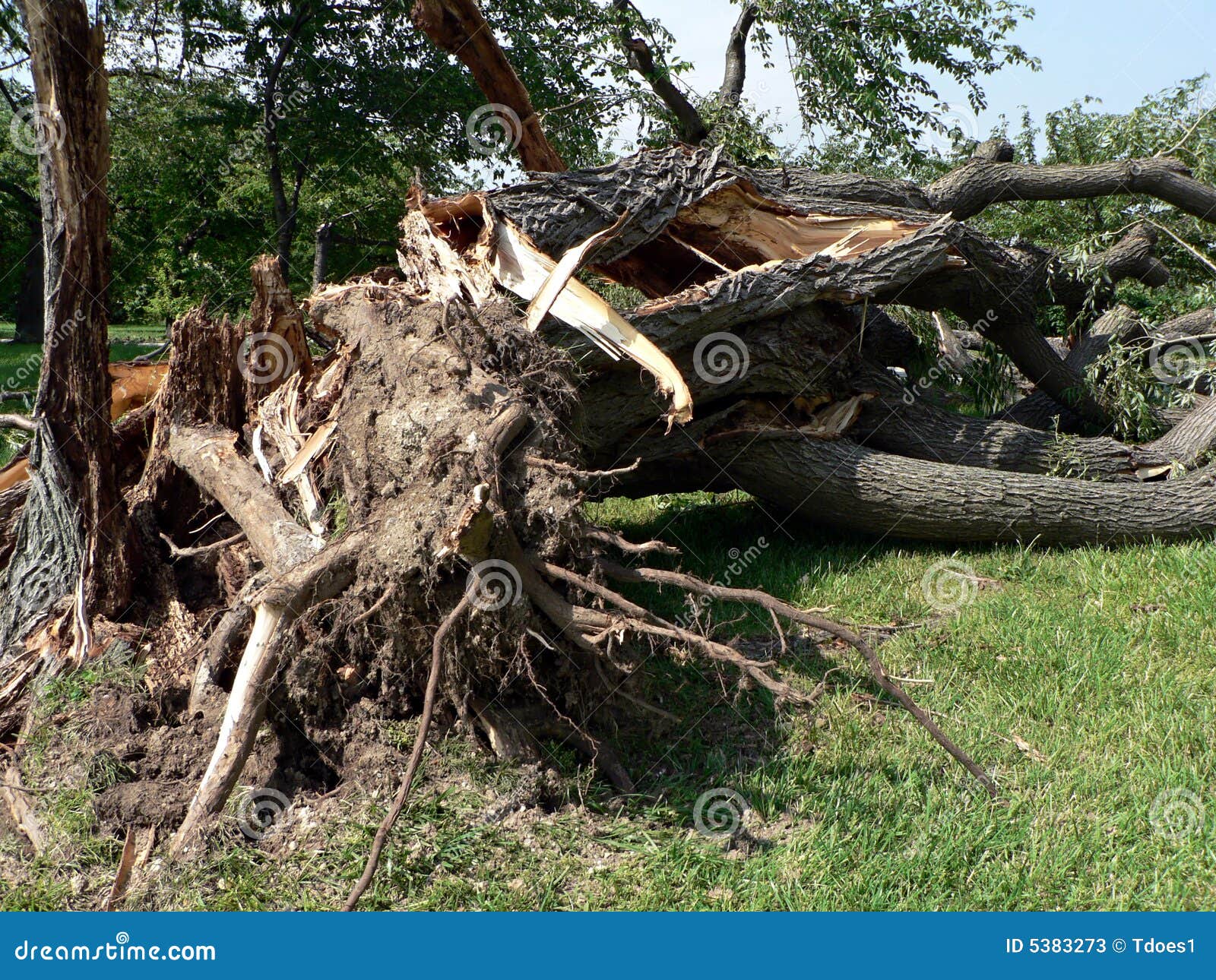 Storm damage - tree down 3 stock image. Image of aftermath - 5383273