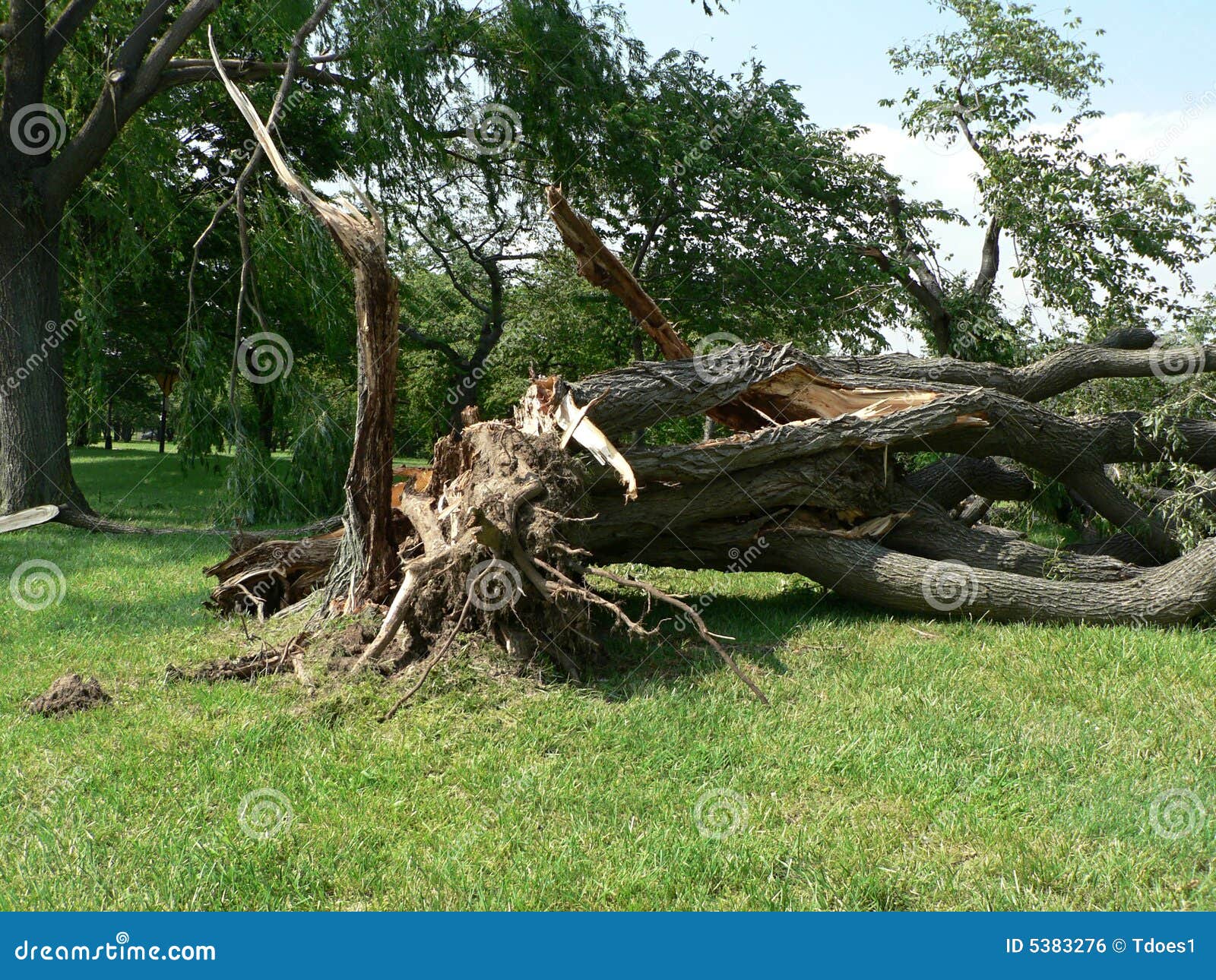 Storm damage - tree down 4 stock photo. Image of storm - 5383276