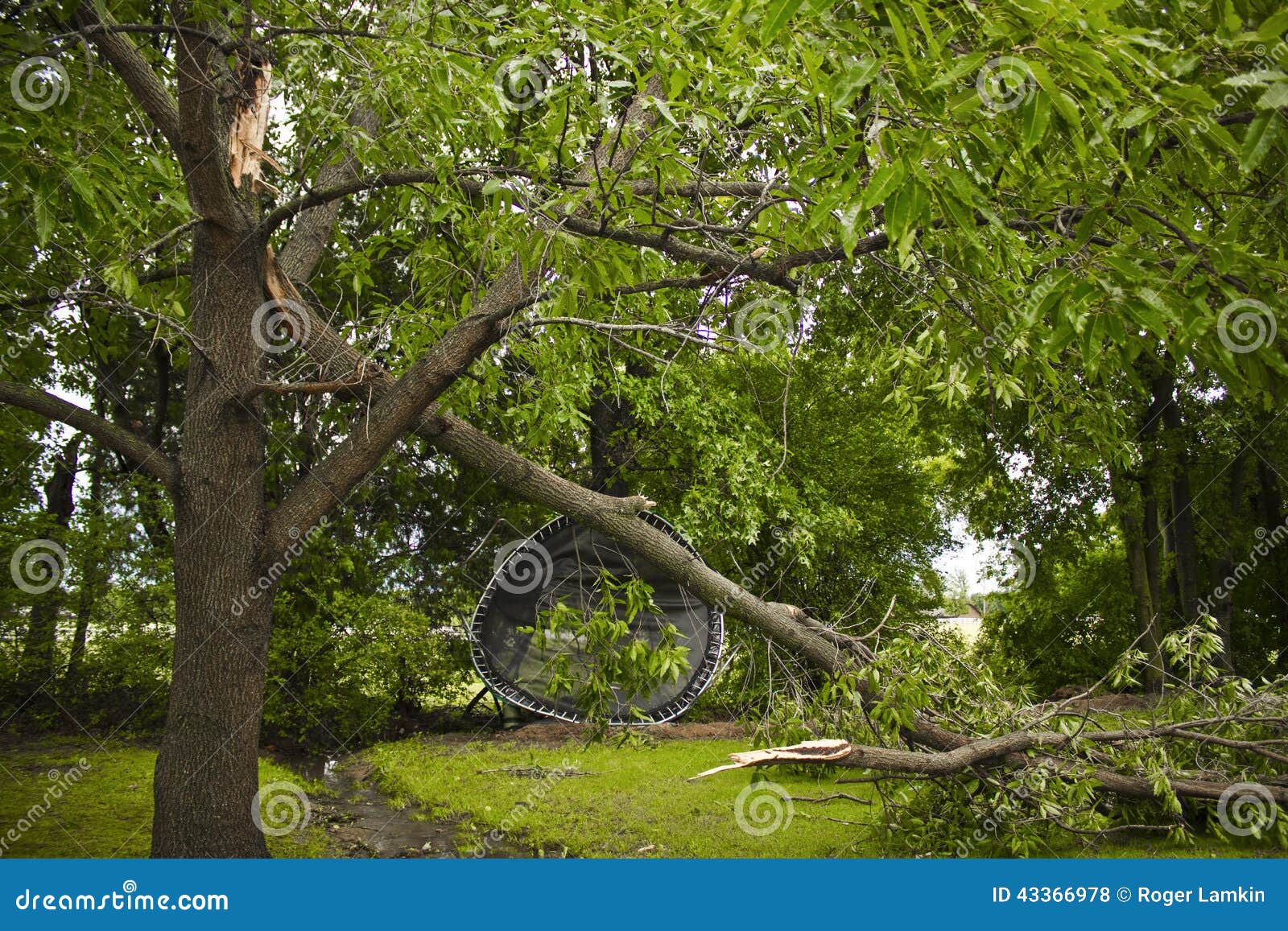 Storm Damage Tree and Trampoline Stock Photo - Image of service, advice ...