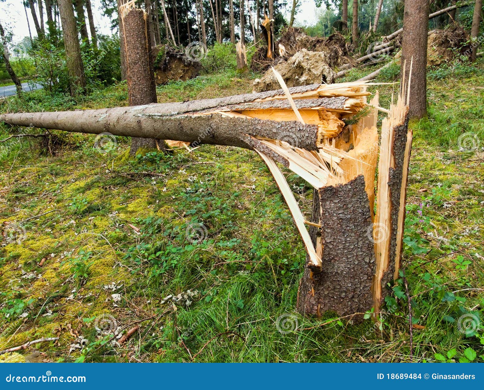 Storm Damage. Trees in the Forest after a Storm. Stock Photo - Image of ...