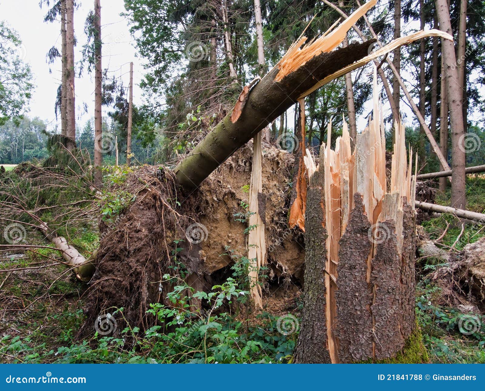 Storm Damage. Trees in the Forest after a Storm. Stock Photo - Image of ...