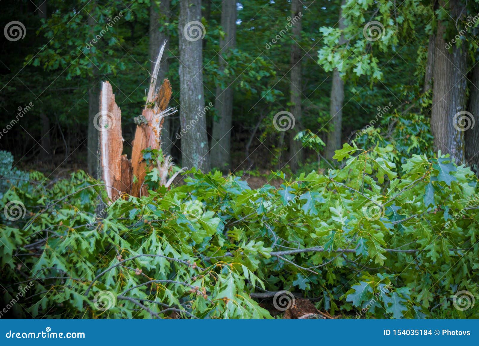 Storm Damage Trees in the Forest after a Storm Stock Photo - Image of ...