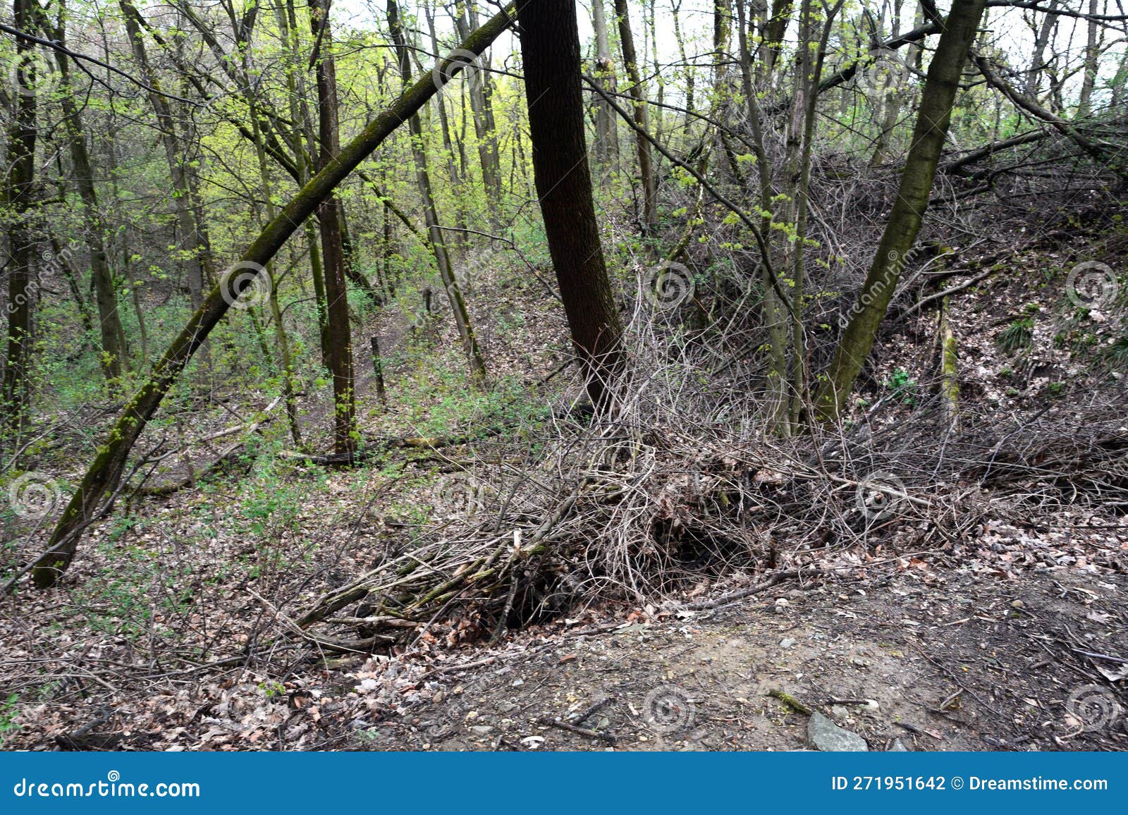 Storm Damage. Trees in the Forest after a Storm Stock Photo - Image of ...