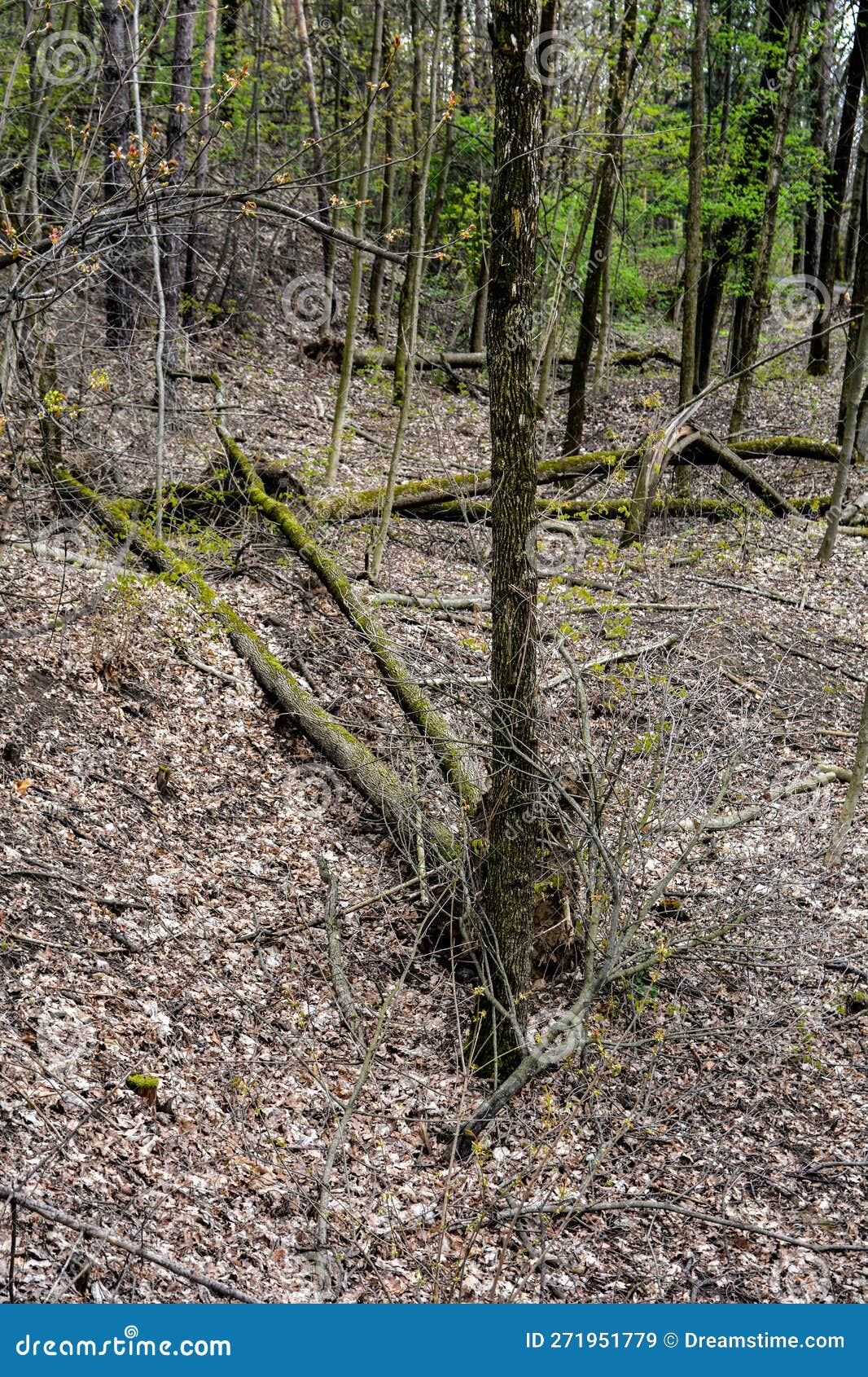 Storm Damage. Trees in the Forest after a Storm Stock Image - Image of ...