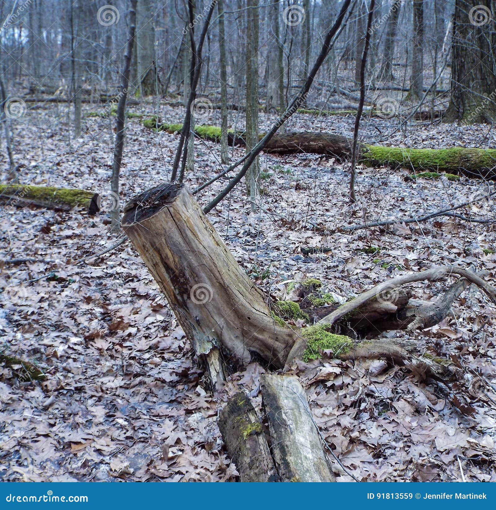 Storm Damage stock image. Image of daytime, storm, forest - 91813559