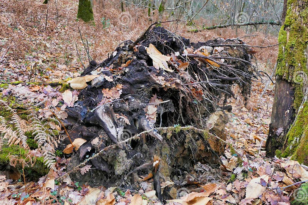 Storm Damage stock photo. Image of park, environment - 307457096